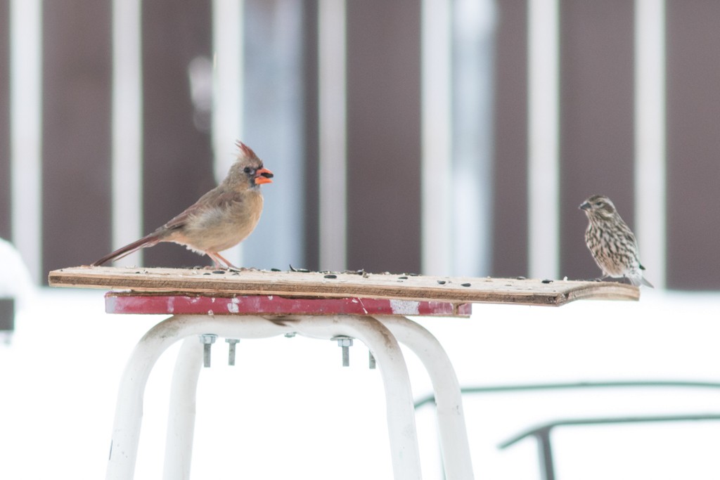 BC Rare Bird Alert: RBA: NORTHERN CARDINAL in Cranbrook - Nov 7/17- Feb ...