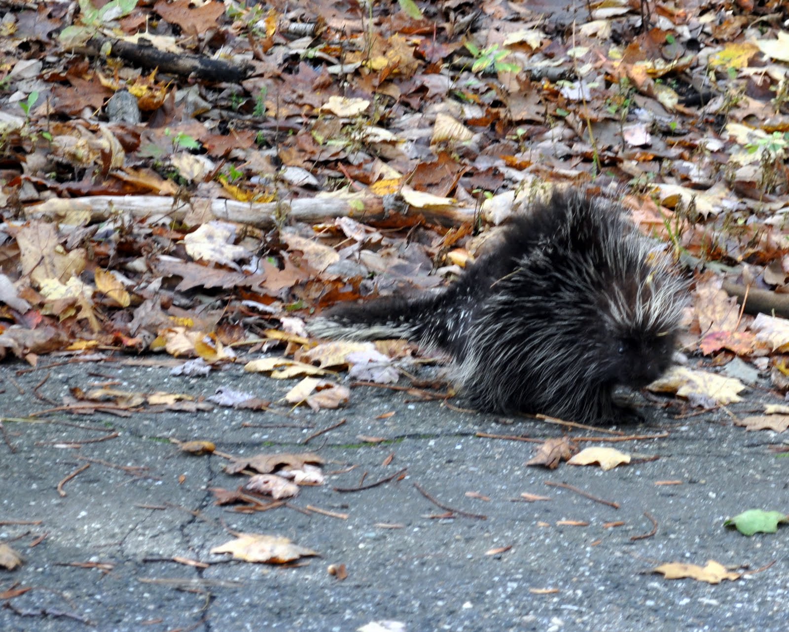 New England Photos: Porcupine