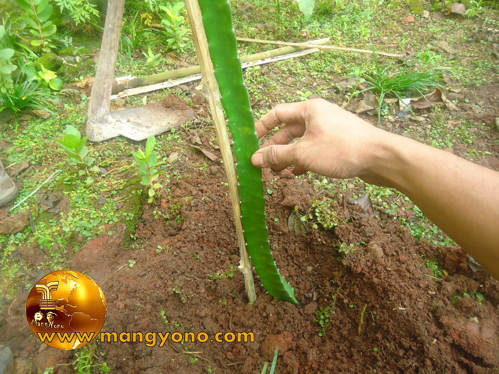 Cara menanam pohon buah Naga dengan stek batang