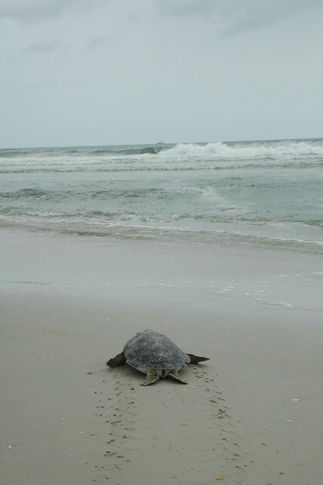 Tips to Remember about Turtle Nesting