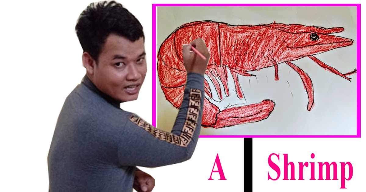 How To Draw Step By Step : How to draw Step by step ,How To Draw Shrimp ...
