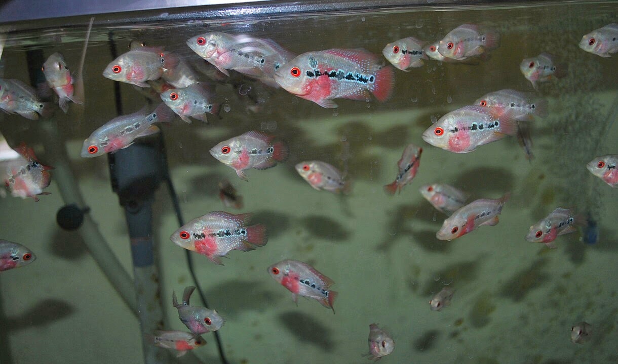 Cara Ternak Ikan Louhan Paling Mudah | Ternak Ikan Hias