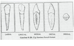 Dentistry Diary: Anatomi dan morfologi Gigi Anterior Permanen