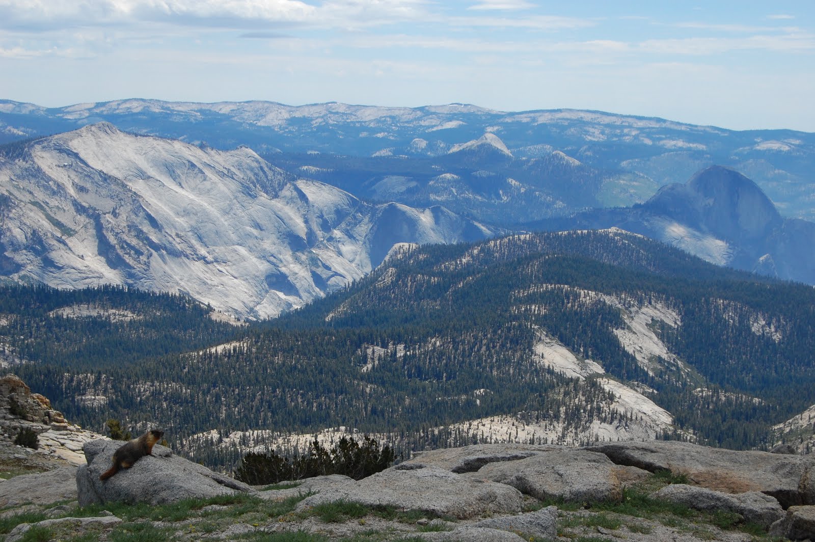 Monkey Puzzle Blog: August 2011