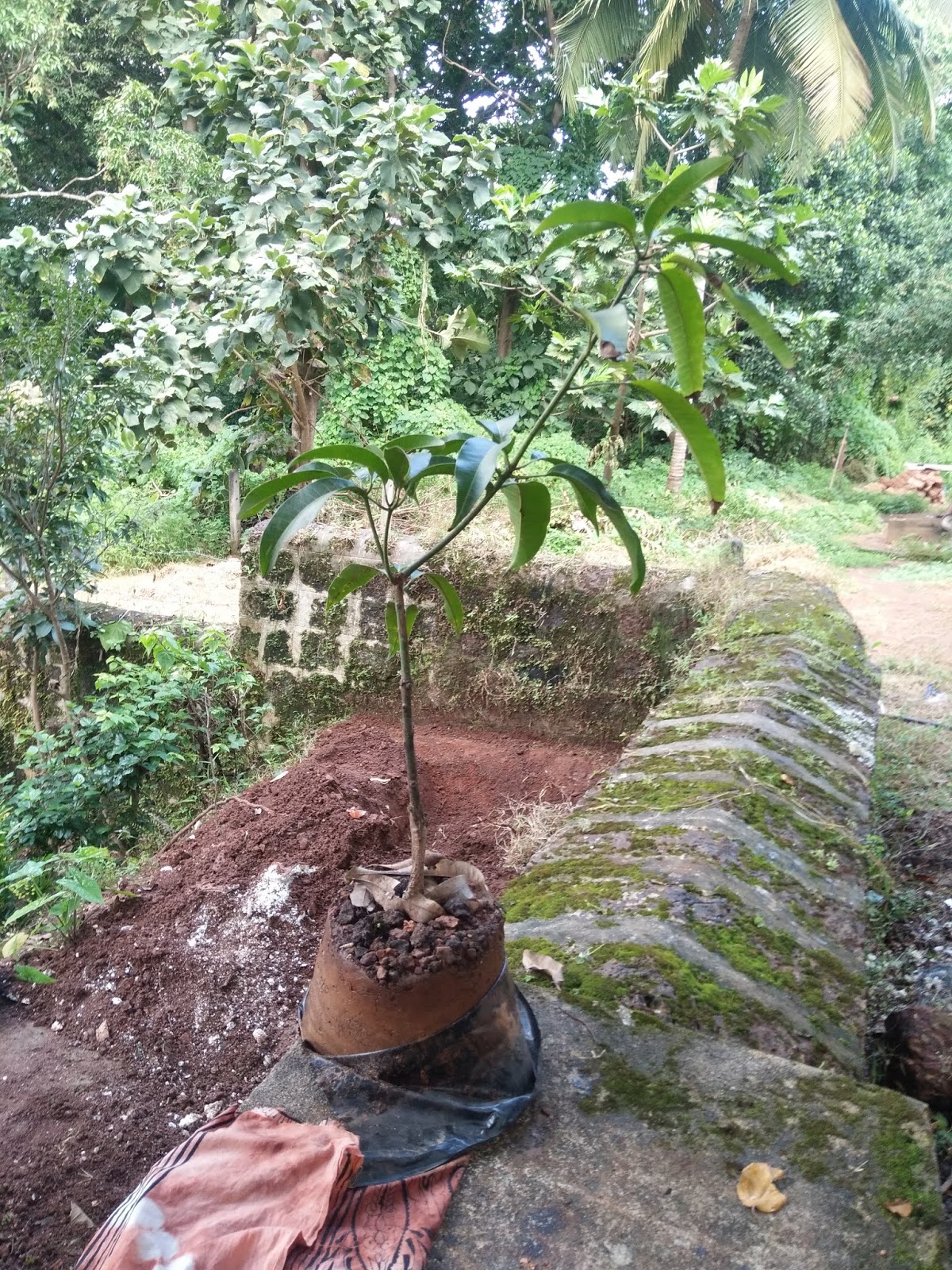 All Things Considered: The delicious Mancurad mango of Goa