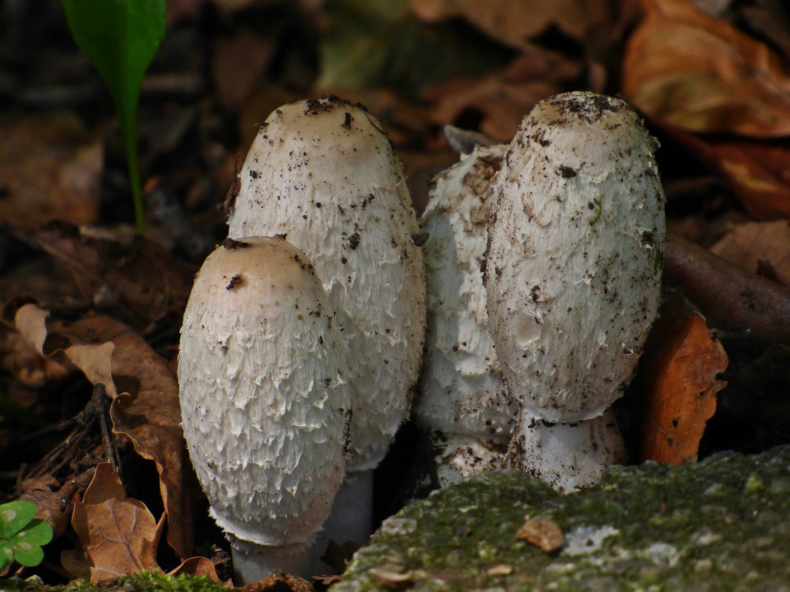 Setas y Hongos de Tineo : COPRINUS COMATUS (O. F. Müll.) Pers.
