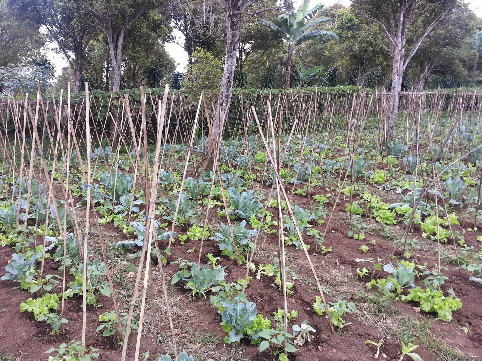 Trekking: Parongpong through Stunning Valley and People's Garden