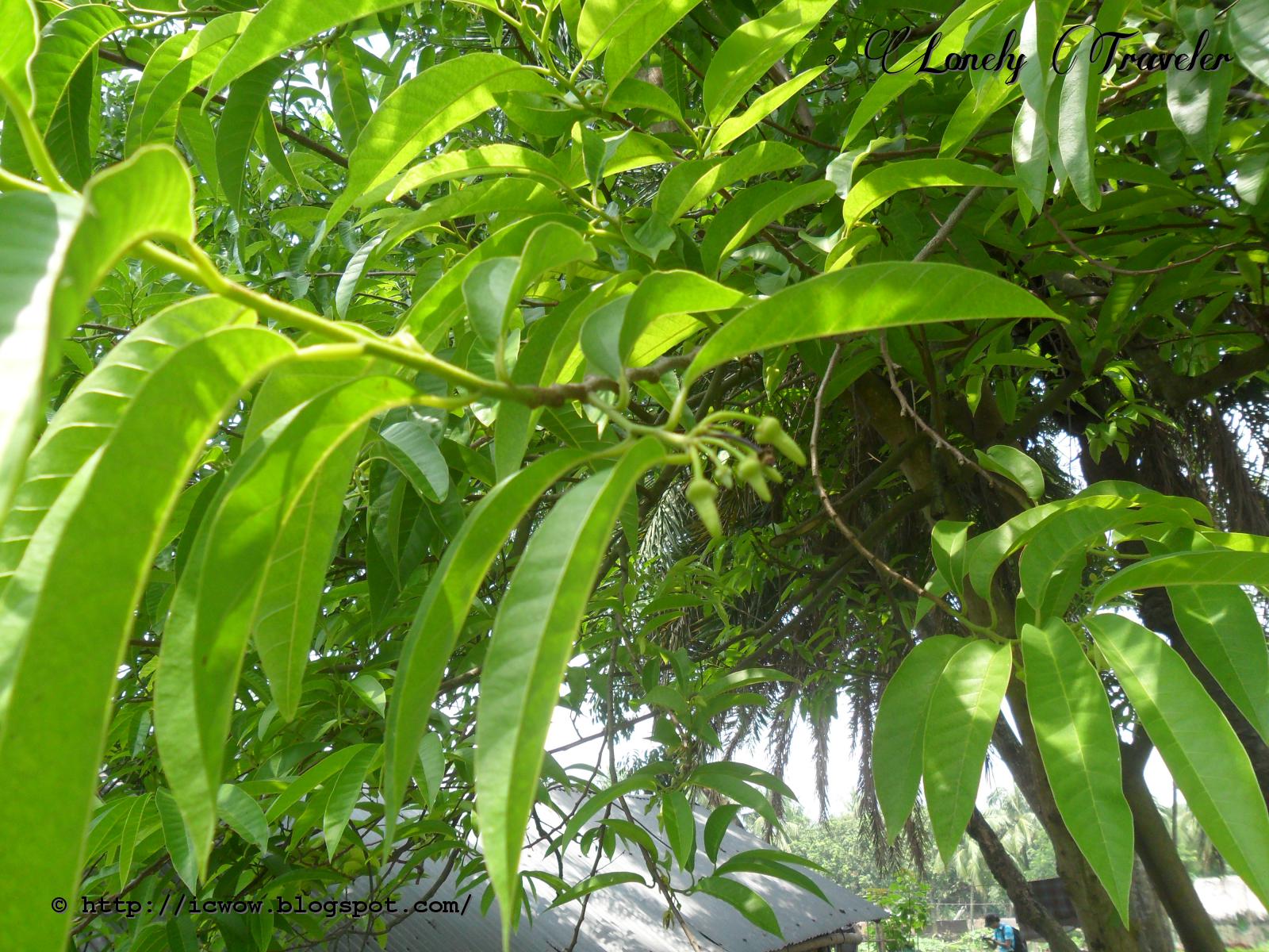 Sugar apple - Annona squamosa
