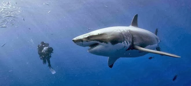 Το ΒΗΜΑ της Ιτέας: ΝΕΑ ΕΠΙΘΕΣΗ ΚΑΡΧΑΡΙΑ ΣΤΗΝ ΑΥΣΤΡΑΛΙΑ -ΘΥΜΑ ΕΝΑΣ ...