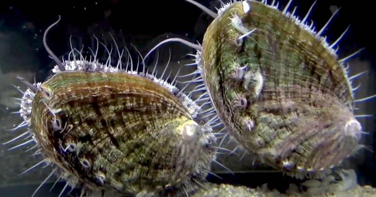 Aquarium Movies (Japan) archive 生きている魚図鑑: エゾアワビ Ezo abalone Haliotis ...