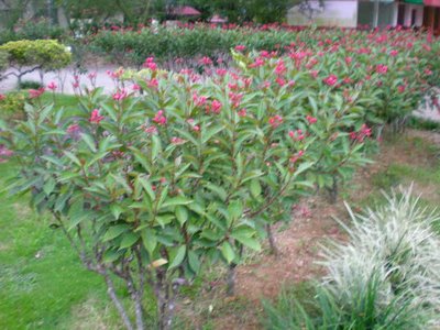 Tanaman Penghias Laman: Pokok Renek