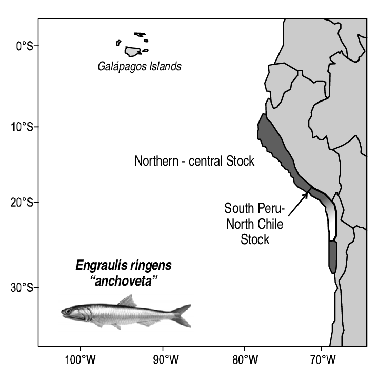 ANPP Animales y Plantas de Perú: Anchoveta - Engraulis ringens