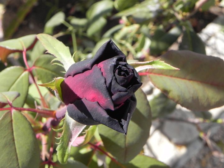 Petalas ao chão: As rosas pretas do meu jardim