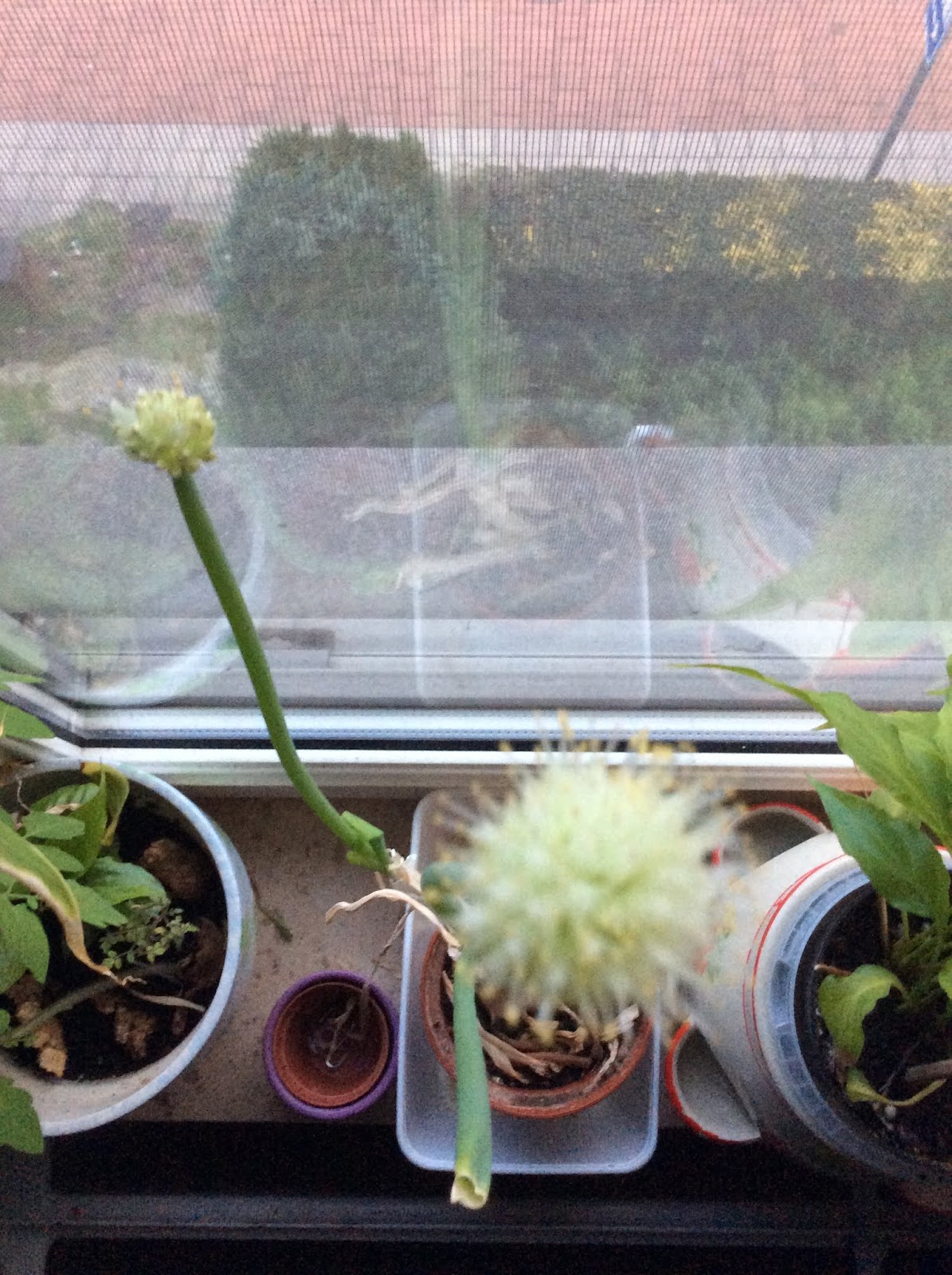 BISAYAPHILIPPINES: Plant your own onion leaves (sibuyas dahon)