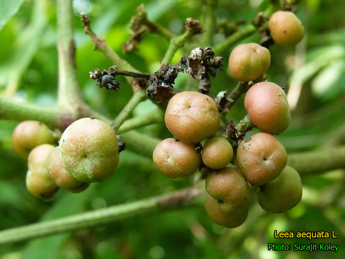 Medicinal Plants: Leea aequata, kaka jangha, kakanasika, yuan xian huo ...