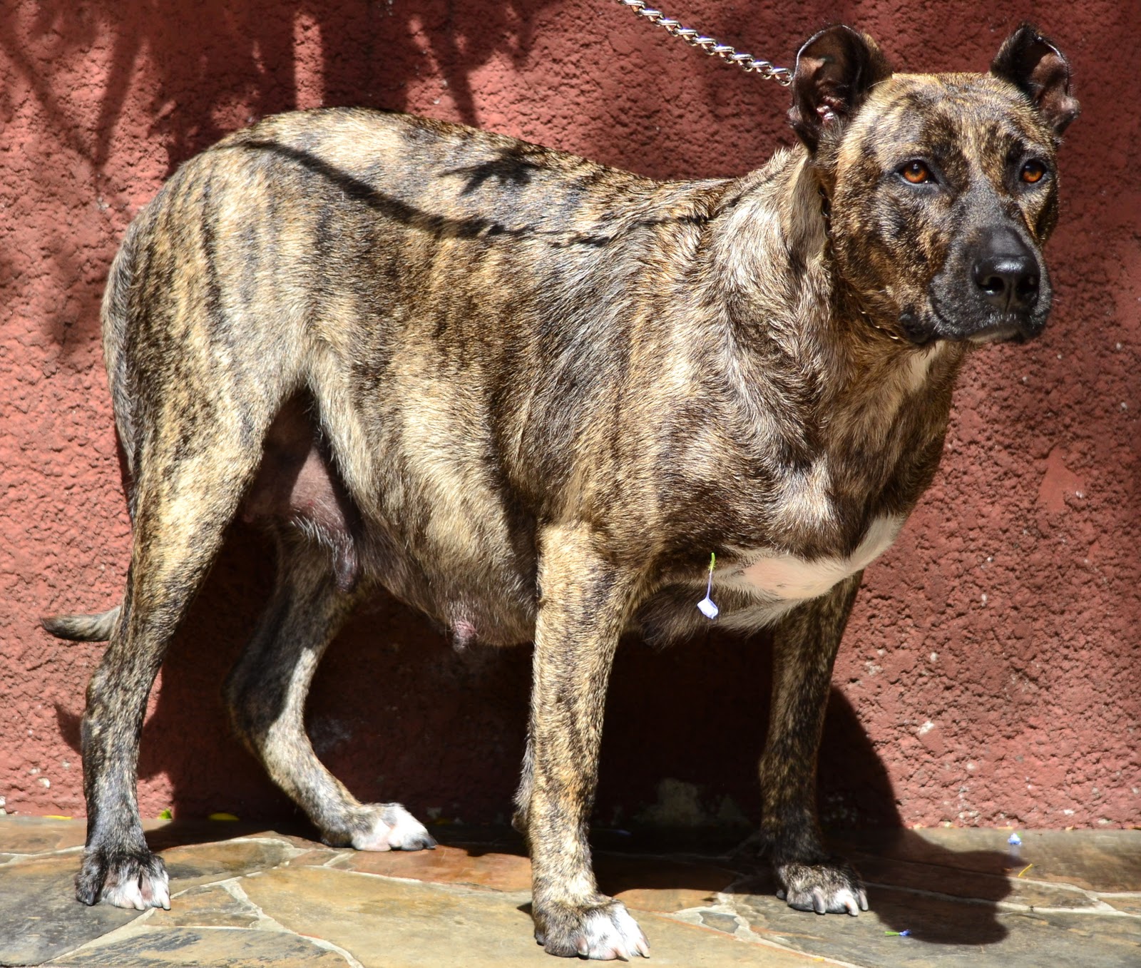 PONCHO BLANCO Criadero de Cimarron Uruguayo: En la dulce espera...