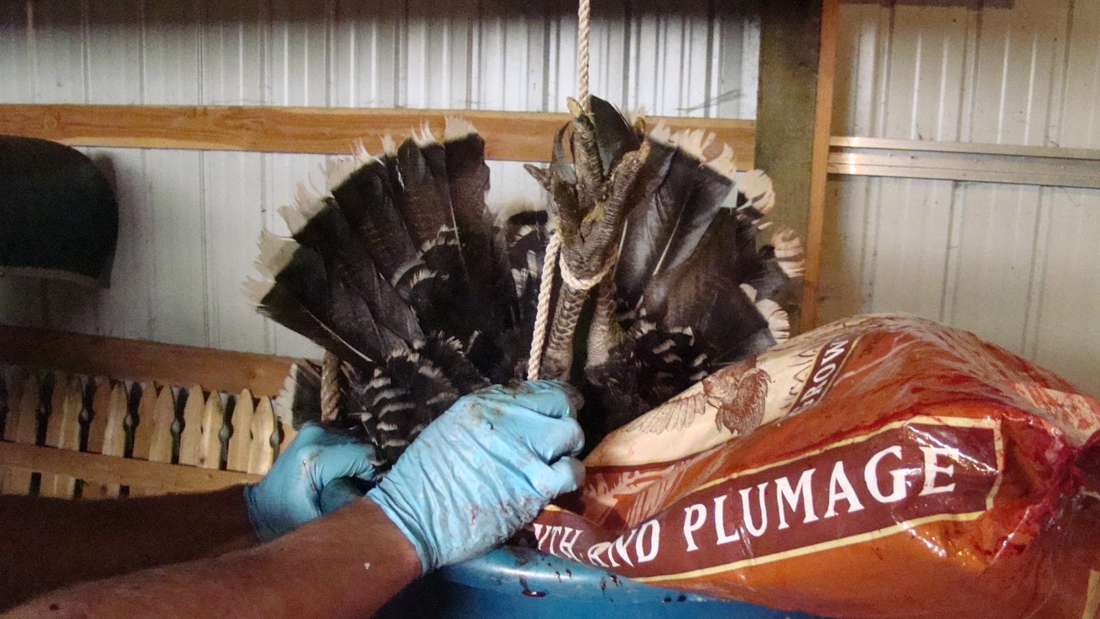 Brooks Hobby Farm: Butchering Turkey