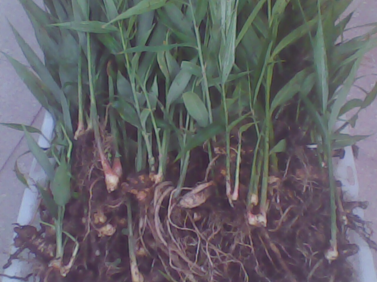 Memilih Bibit Jahe Berkualitas - Budidaya Jahe Sistem Terbaru