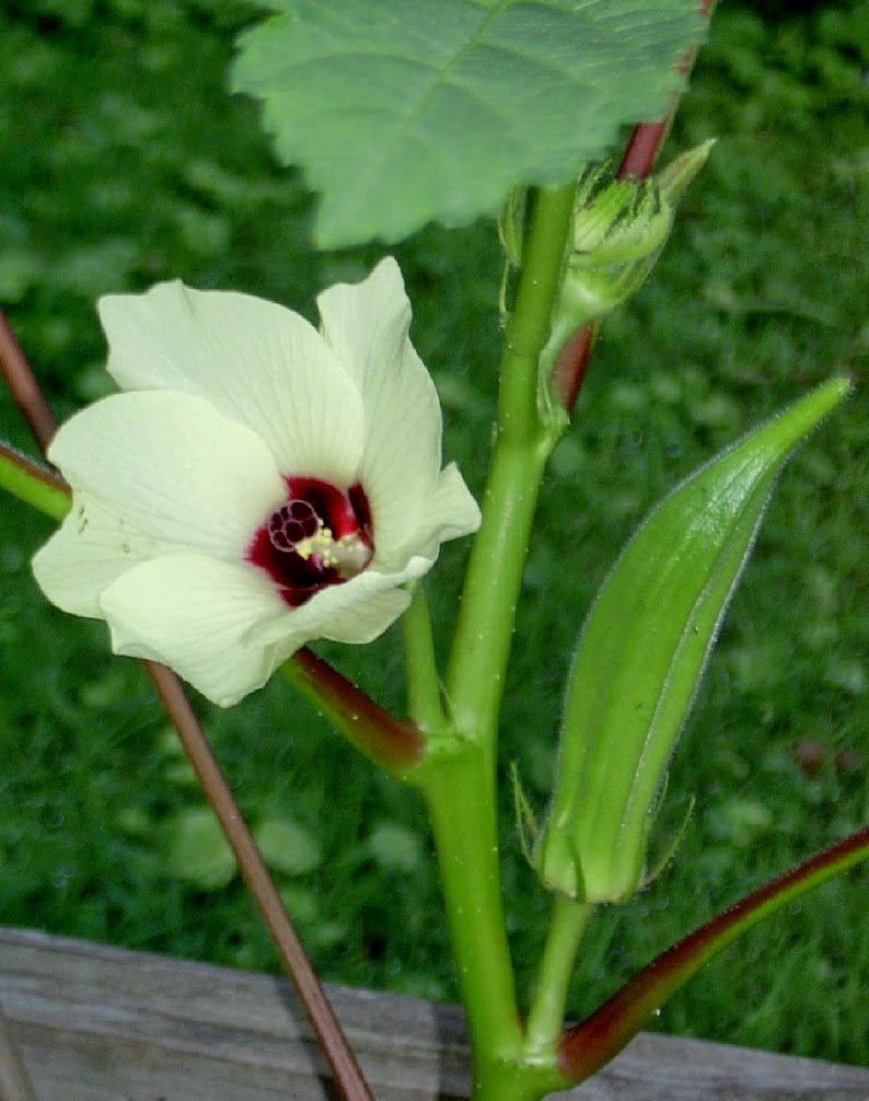 solitary dog sculptor: Botany - Botanica: Abelmoschus (Sweet Hibiscus ...
