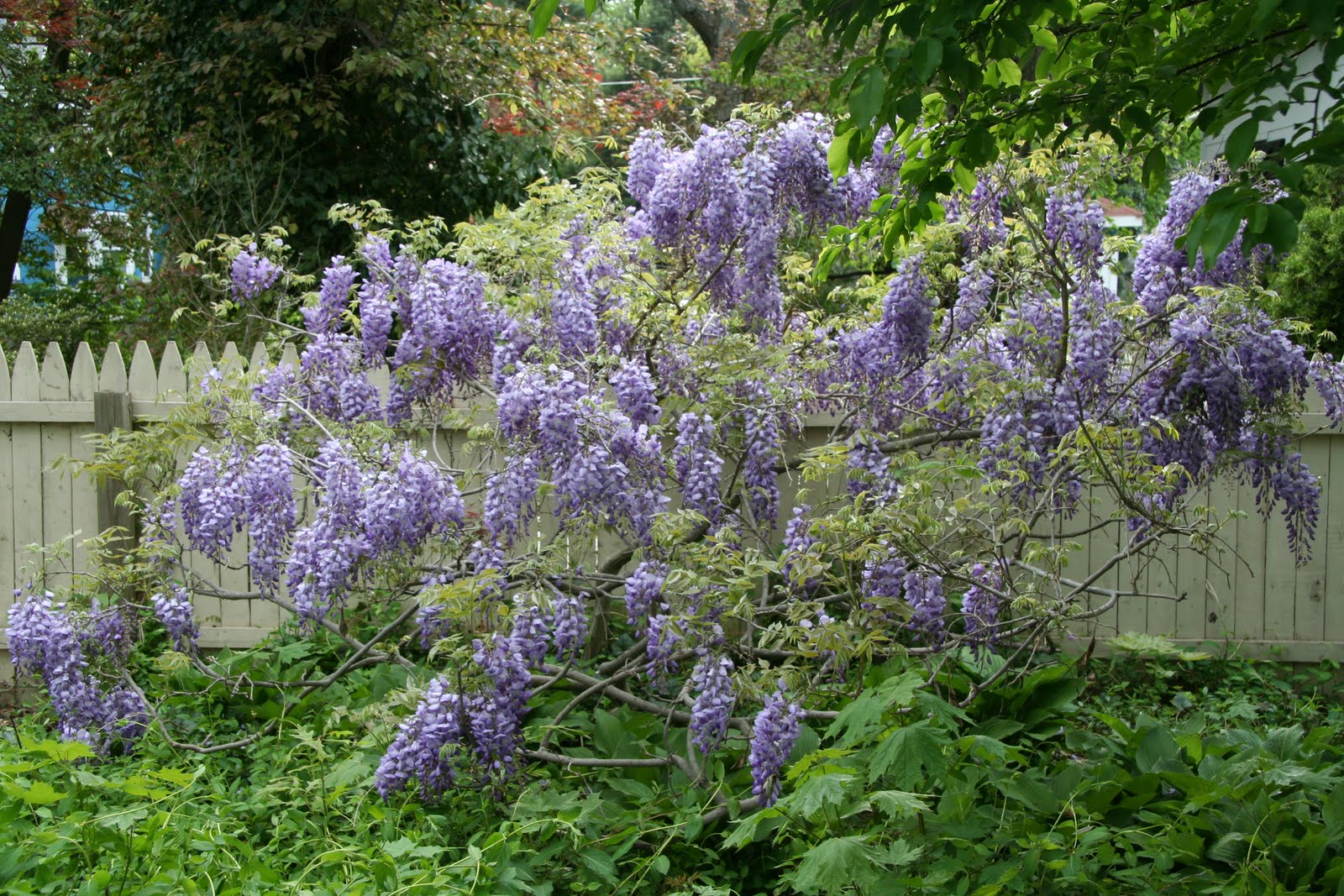 Daffodils & Daydreams: The Scent of Wisteria Fills the Air