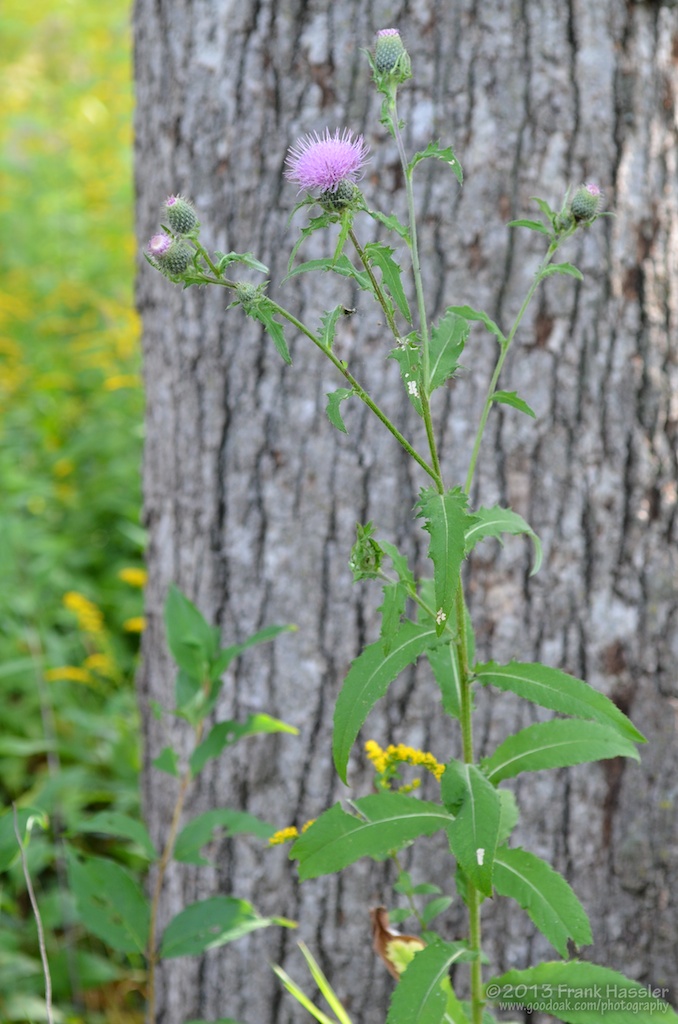 Good Oak News: Native Thistles: Pillars of the (Natural) Community