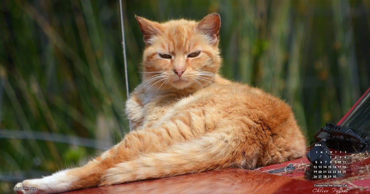 June 2016 Cat of the Month wallpaper, Coppertop - animal world