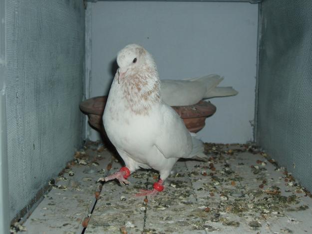 Lal Siry Kabootar - Pakistani Tipplers photos gallery ~ Pigeons Photos ...