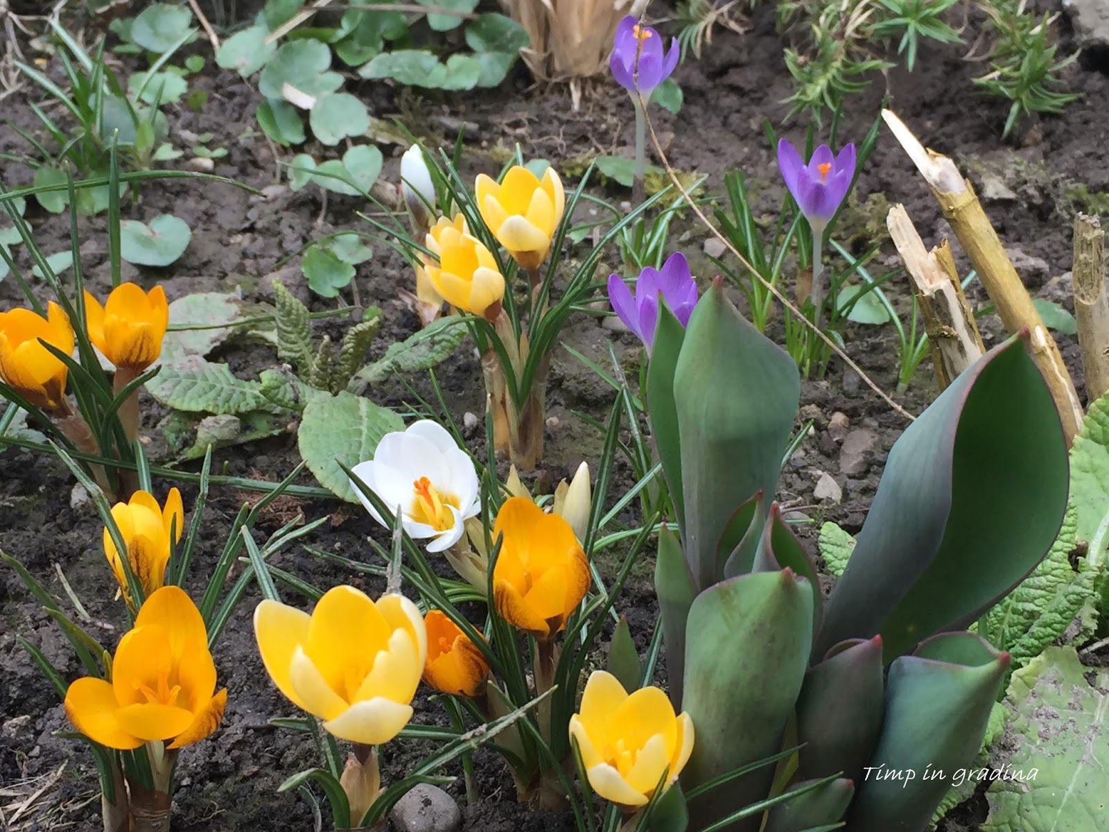 Time in the garden: Aleea cu brândușe #pastiladegrădinărit