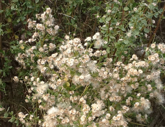 Medusa's Kitchen: Green Home in October