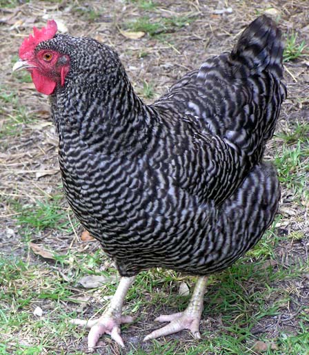 Shirley's World: Progress in the Chicken Department