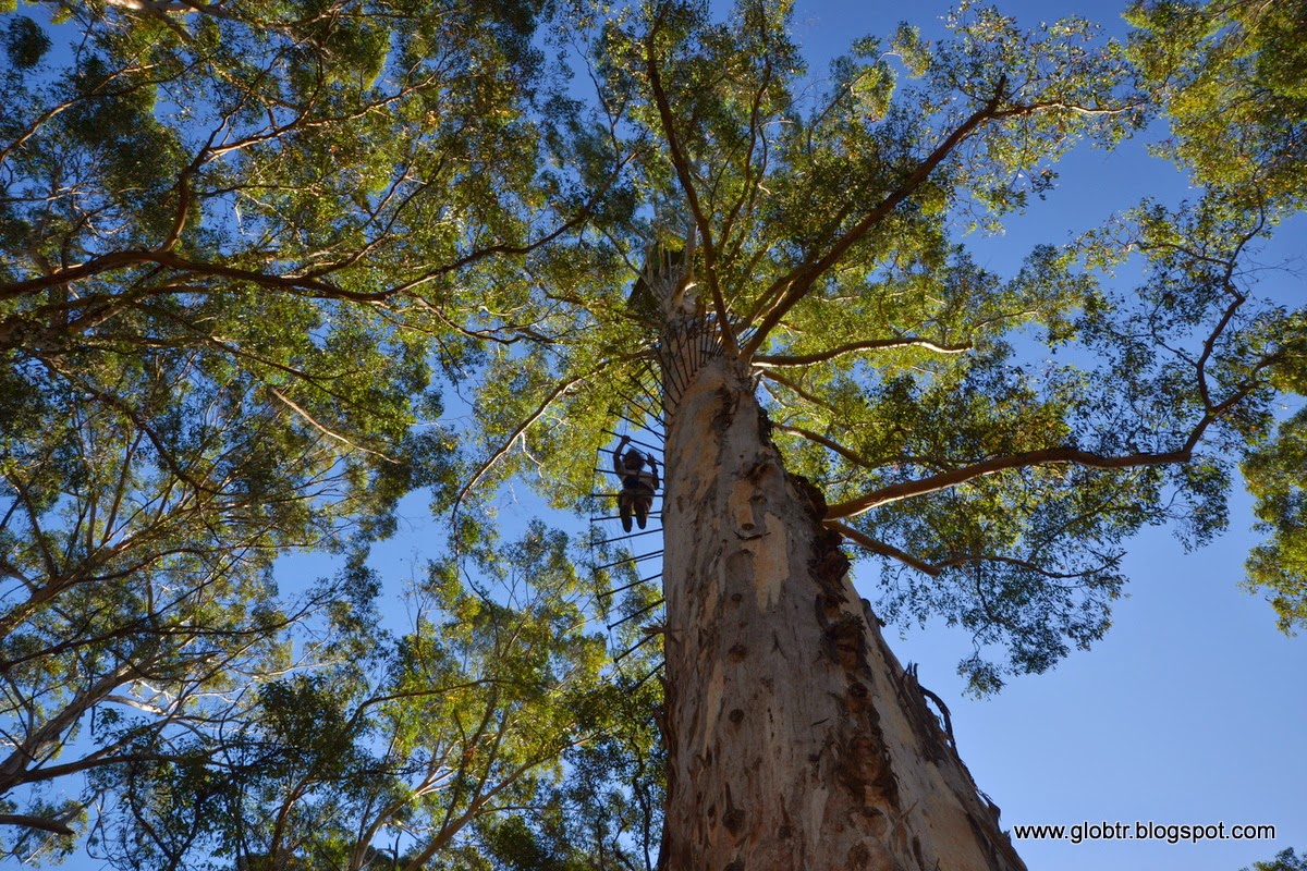 globtr: Visiting the Diamond Tree