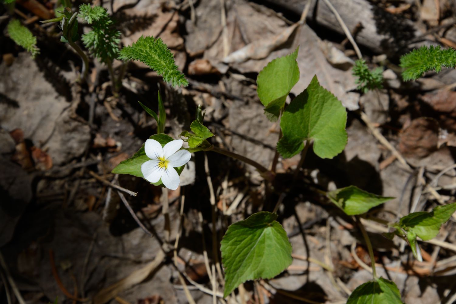 seeking wildflowers in New Mexico