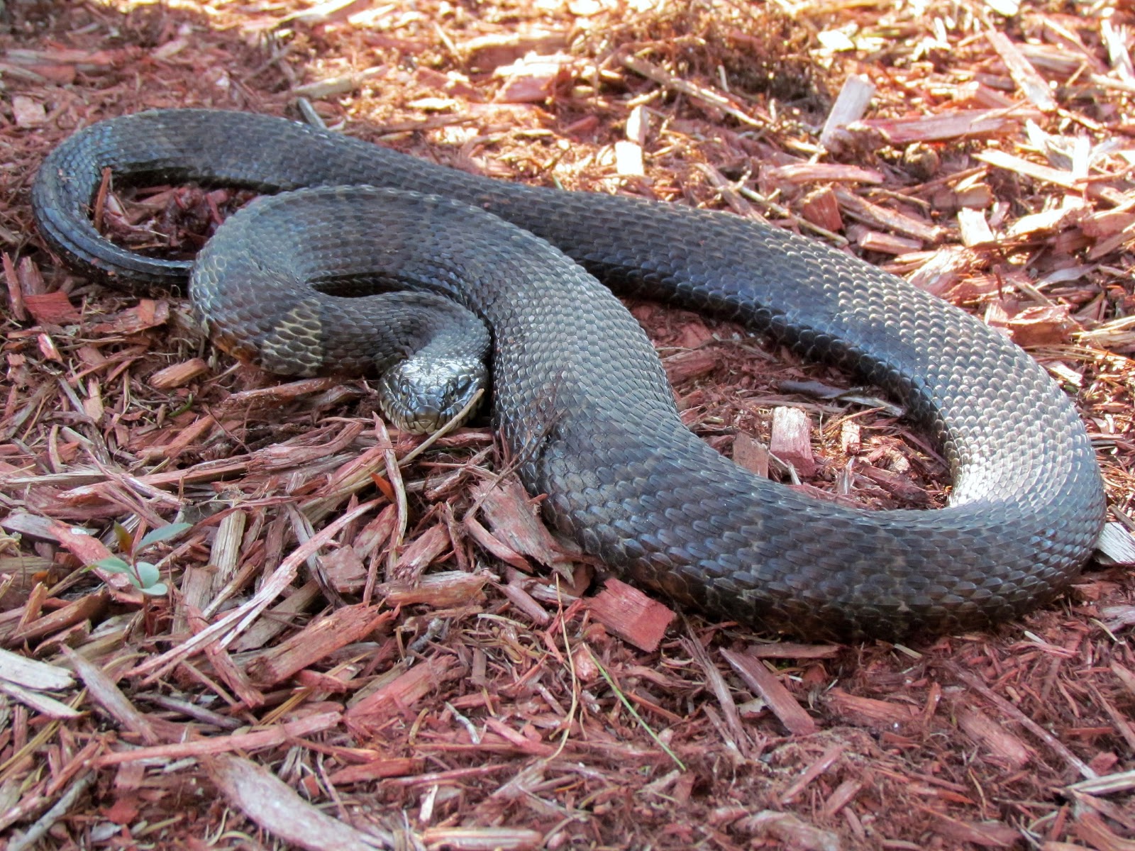 NISMO Stuff: Northern Water Snake in Windham, NH