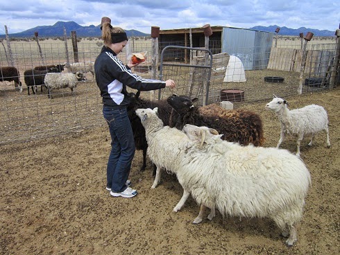 Hyer Homestead: Late Spring Nutrition for Sheep