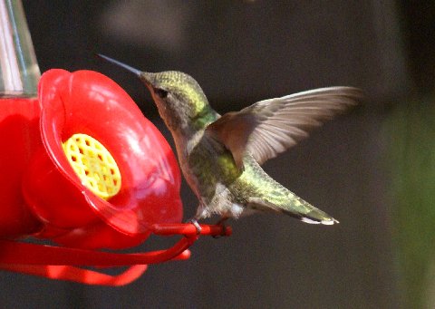 Shoreline Area News: Ask the Bird Lady: Why are the hummingbirds dive ...