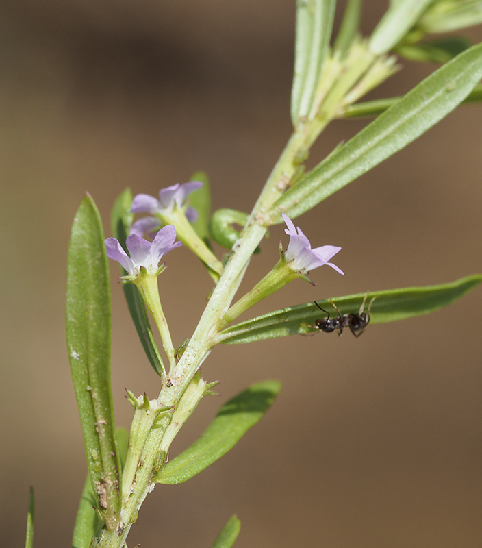 Paseos por la naturaleza: Lythrum hyssopifolia Hierba del toro