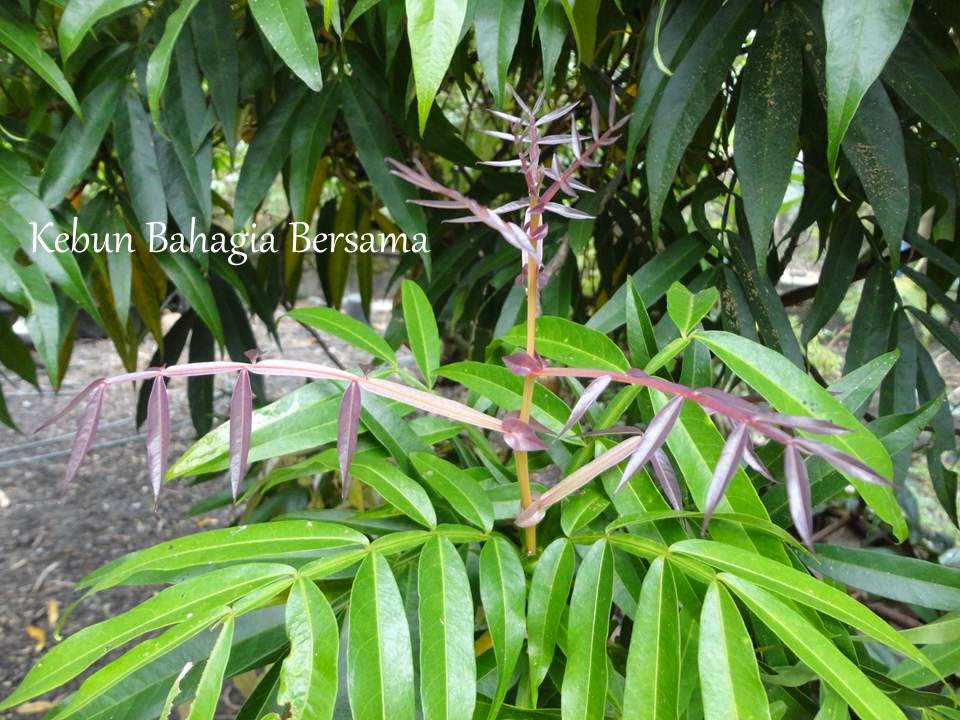 Kebun Bahagia Bersama: Anak Pokok Ceri Terengganu