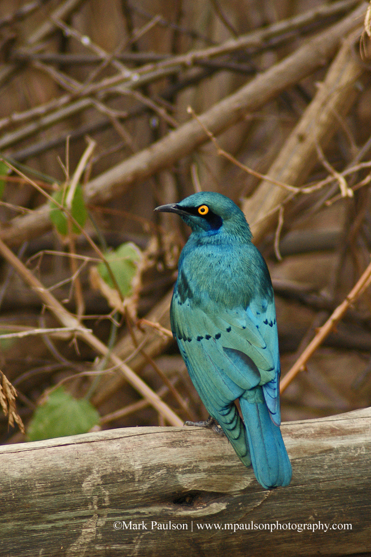 MAP Artistic Photography: Photo of the Day: African Starling, Botswana