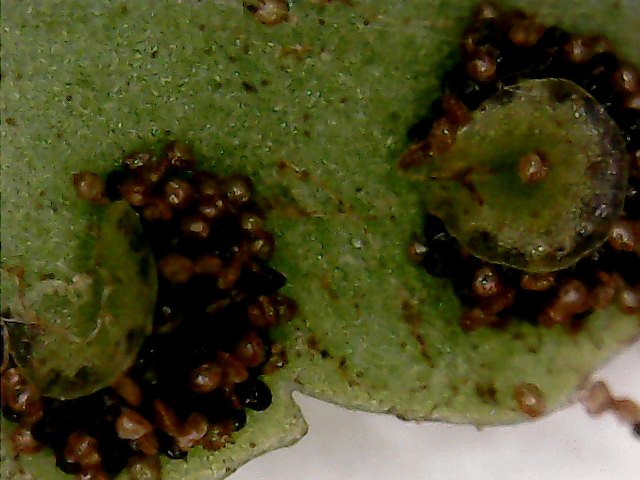 Visualização do Prótalo