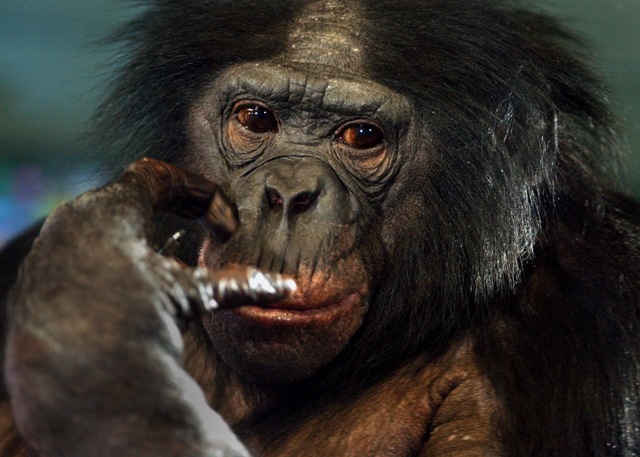 LLL: Language, Linguistics & Learning: Help the Apes