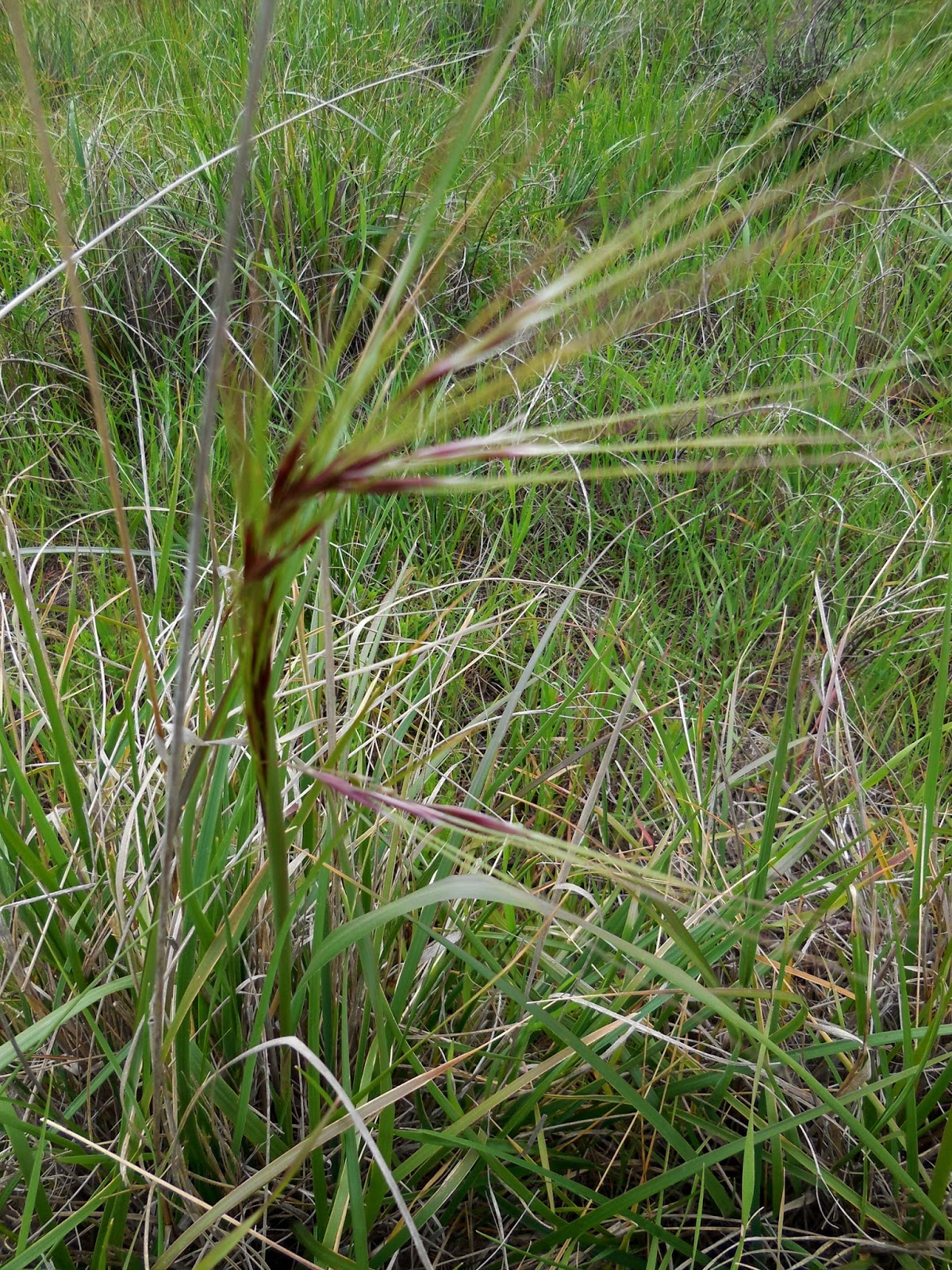 The Malibu Post: August 2017