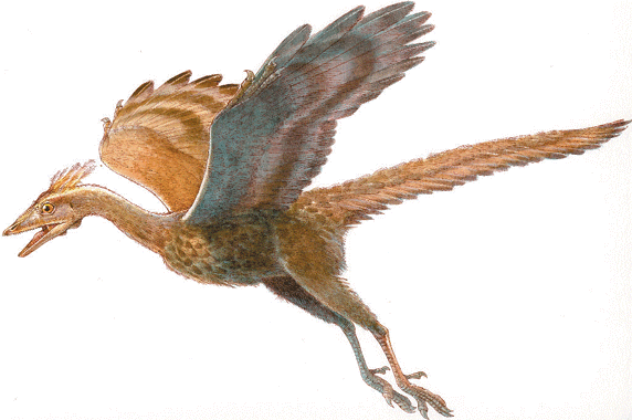 Mundo Pré-Histórico: Arqueópterix, a primeira ave?