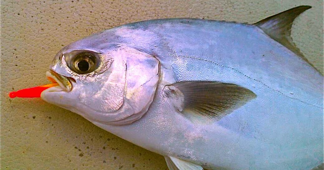 On Foot Angler: From Fred @ Snook-Nook - Jensen Beach