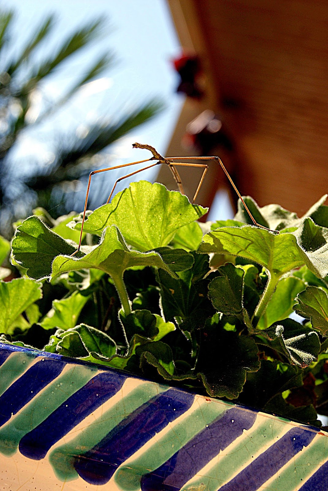 EL MUNDO DE YUYU: INSECTO PALO Insecto Neópteros