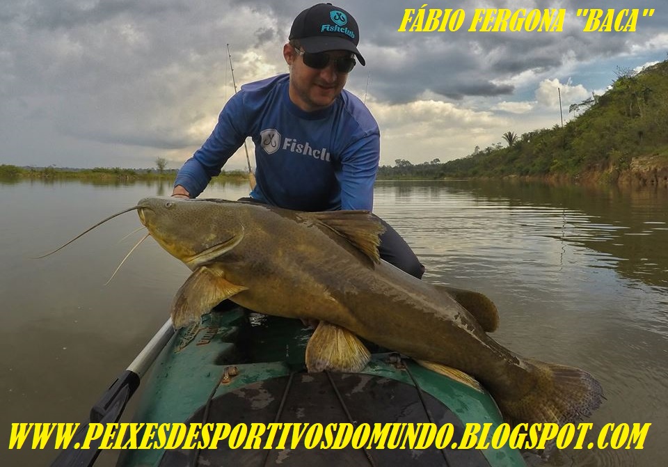 PEIXES DESPORTIVOS DO MUNDO: O JAÚ - Paulicea luetkeni (Humboldt, 1821)