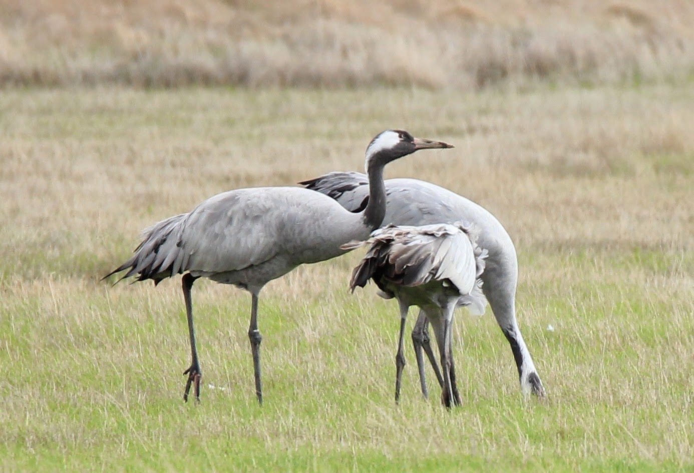 NATURAMETEO, majulada: Grus -Grus