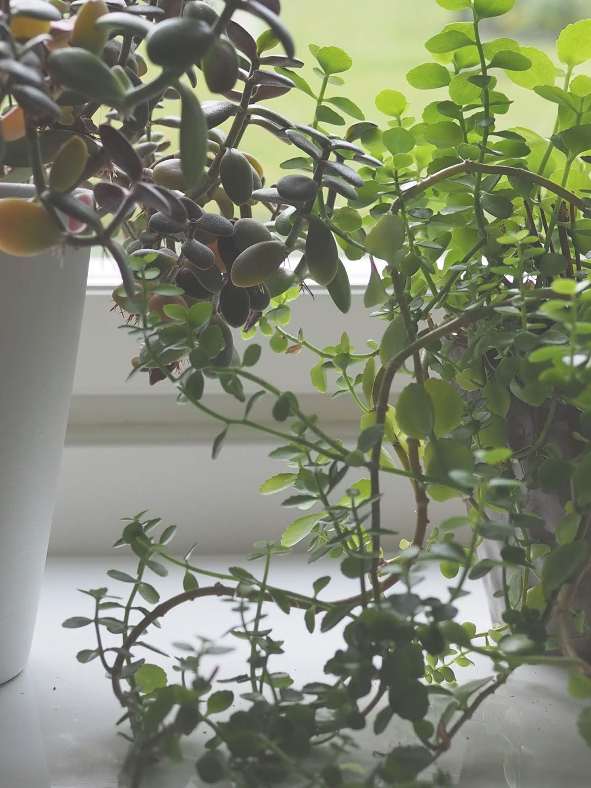 Mansikkatilan mailla: Vihersisustamista - Olohuoneen viherkasvit