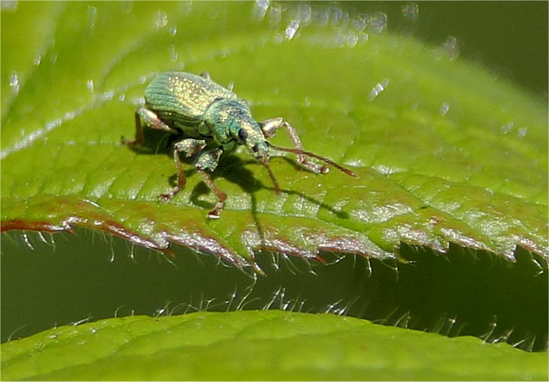 Murfs Wildlife : Green Weevil