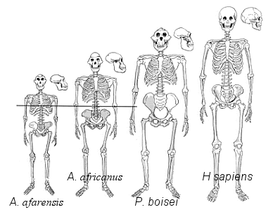IASguy: 1.6.b.2 Paranthropus