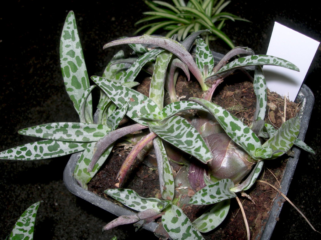 Viveros Vangarden: Ledebouria spp.